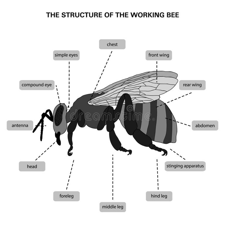 The Structure of the Working Bee Stock Vector - Illustration of anatomy ...