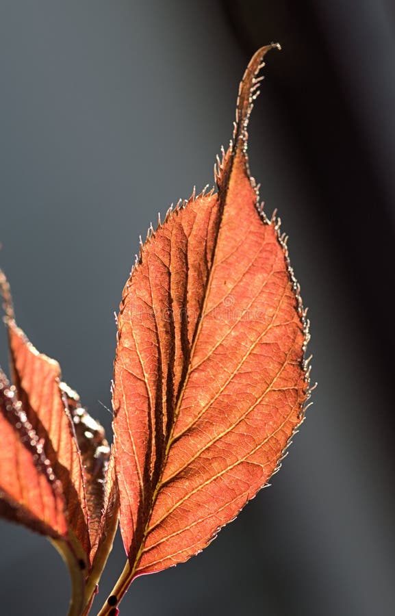Structure of Young Leaf of Japanese Cherry, Back Light Stock Image ...