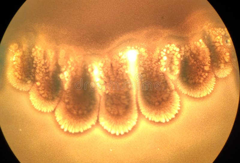 Structures Built by Bacteria Under the Microscope - Beautiful Growth ...