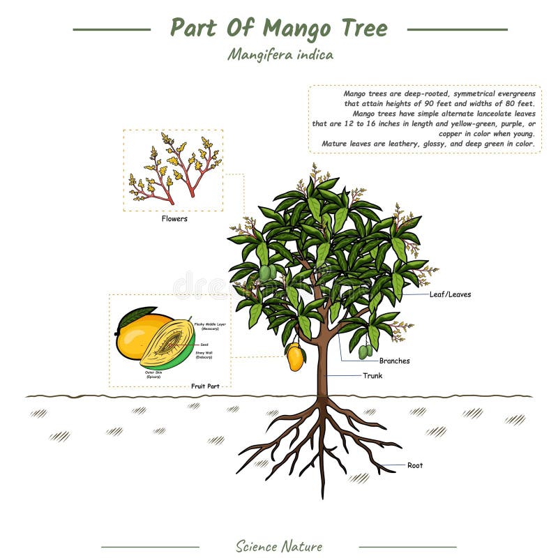 Parts Mango Tree Stock Illustrations – 15 Parts Mango Tree Stock ...