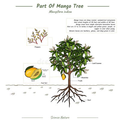 Parts Mango Tree Stock Illustrations – 15 Parts Mango Tree Stock ...