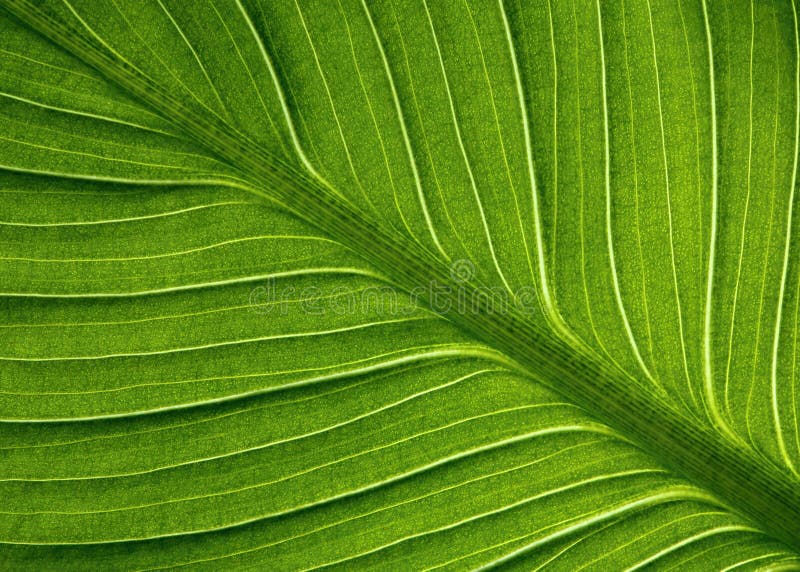 Structuur van een blad stock foto. Image of tuin, materiaal - 7261786