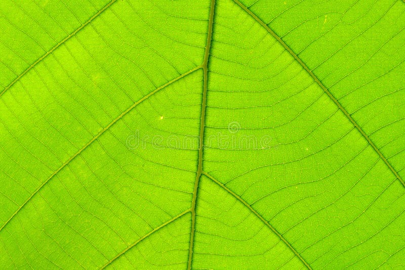 Structuur Van Blad Natuurlijke Achtergrond Stock Foto - Afbeelding ...