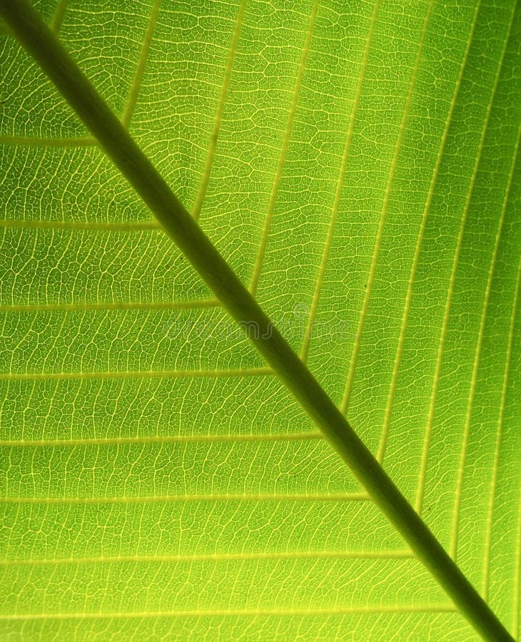 Structuur Van Blad Natuurlijke Achtergrond Stock Foto - Image of ...