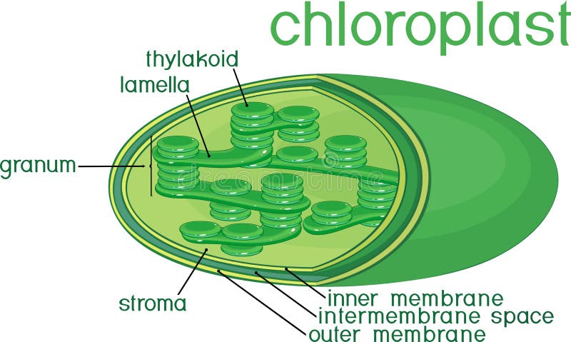 Structuur Van Chloroplast Met Titels Vector Illustratie - Illustration ...
