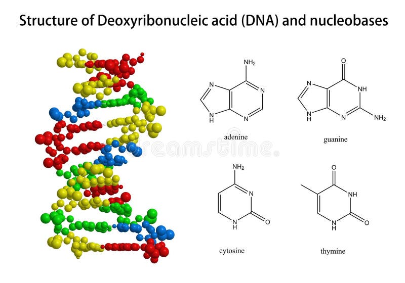 Structuur Van DNA En Verwante Nucleobases Stock Illustratie ...