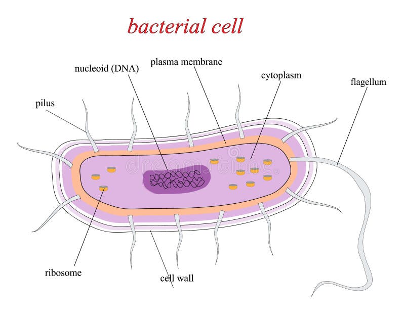 Structuur Van Een Bacteriële Cel Vector Illustratie - Illustratie ...