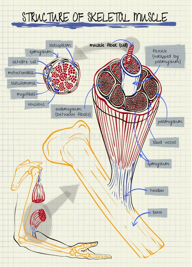 Structuur Van Menselijke Skeletachtige Spier Vector Illustratie ...