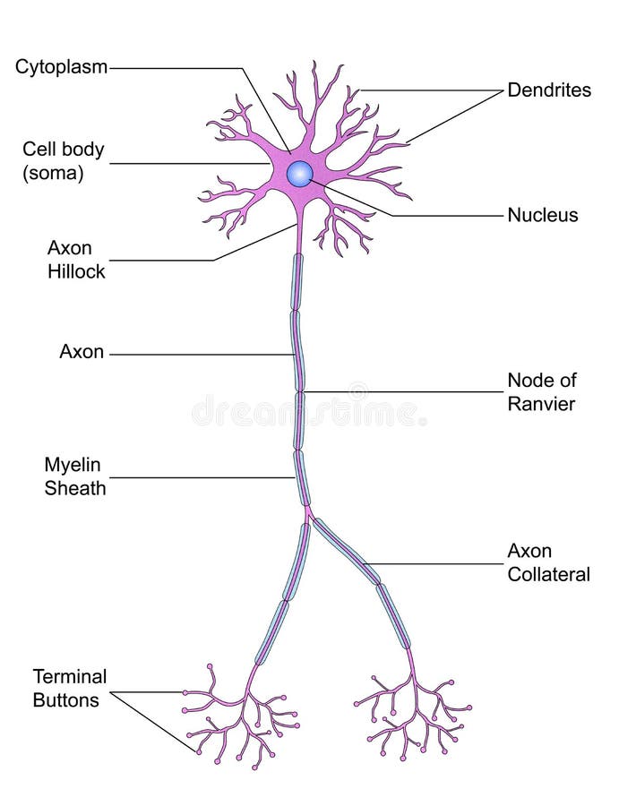 Structuur van Neuron stock illustratie. Illustration of axon - 29889581
