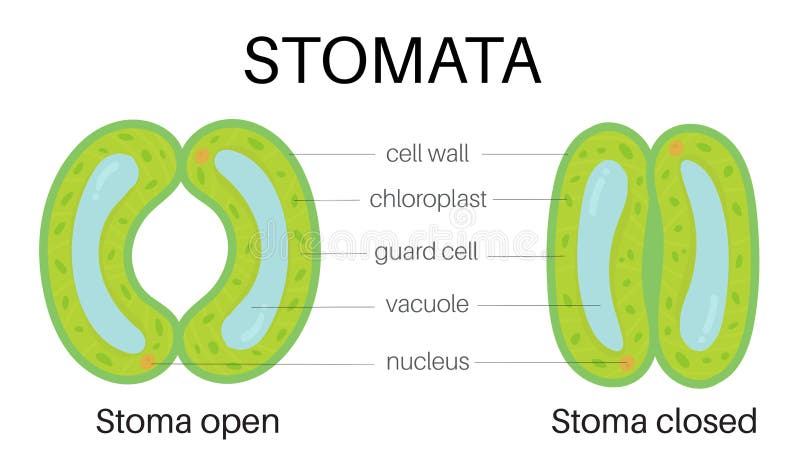 Schema Van De Structuur Van De Stomata Vector Illustratie ... Schema Van De Structuur Van De Stomata Vector Illustratie ...