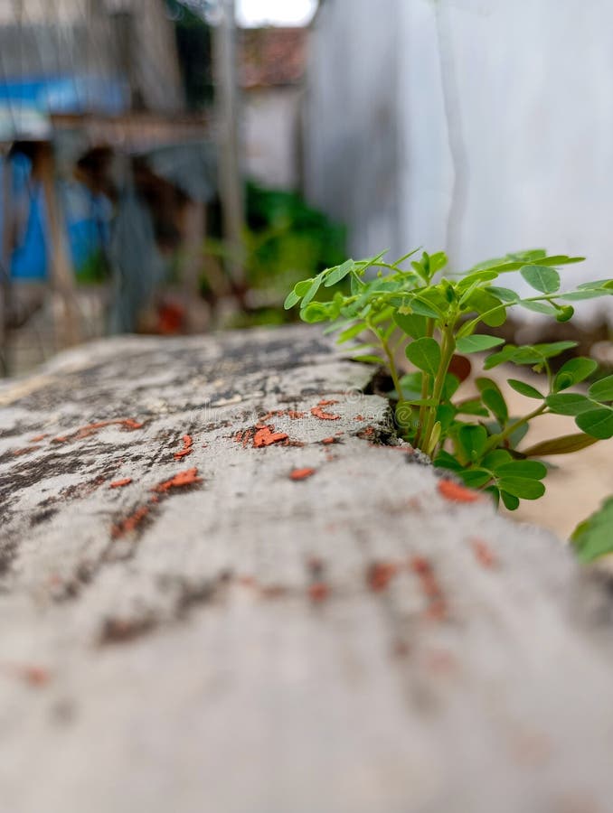 Struggle for Life, Green Plant Grows from Wall Stock Photo - Image of ...
