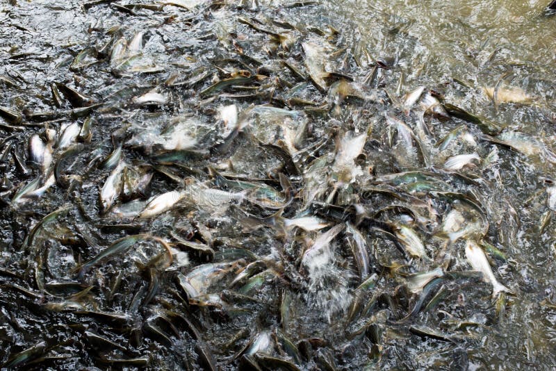 Struggling fish stock image. Image of fishpond, pond - 80123643