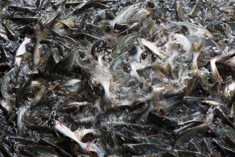 Struggling fish stock image. Image of feeding, cyprinus - 80123951