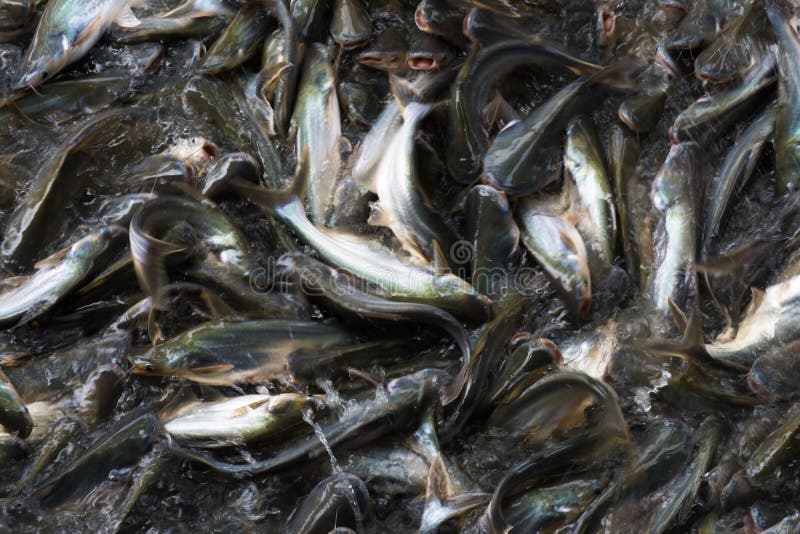 Struggling fish stock photo. Image of fish, malaysia - 80124148