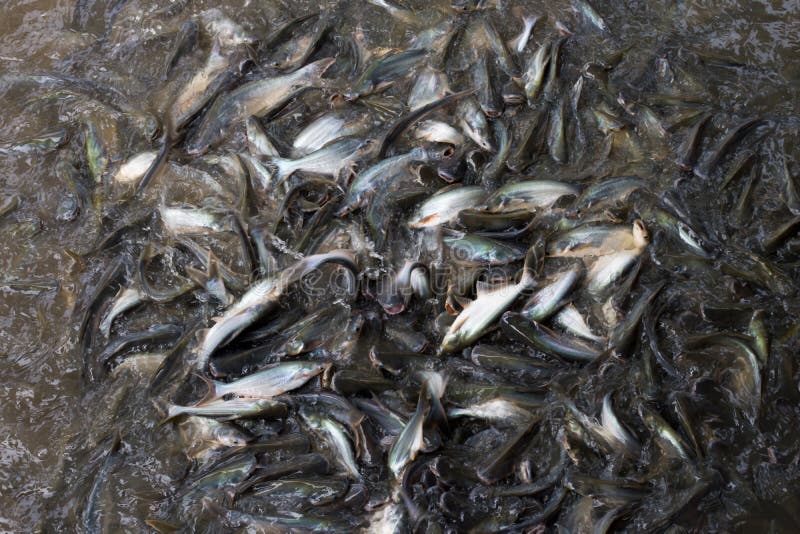 Struggling fish stock photo. Image of common, cyprinidae - 80124168