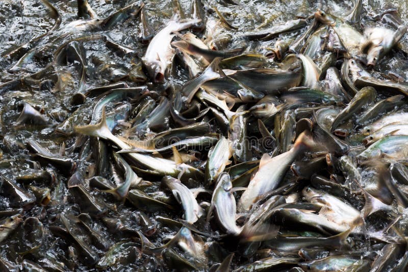 Struggling fish stock image. Image of water, feeding - 80124515