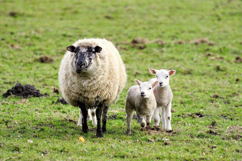 Spring Lambs stock image. Image of forest, reeds, fields - 12056577