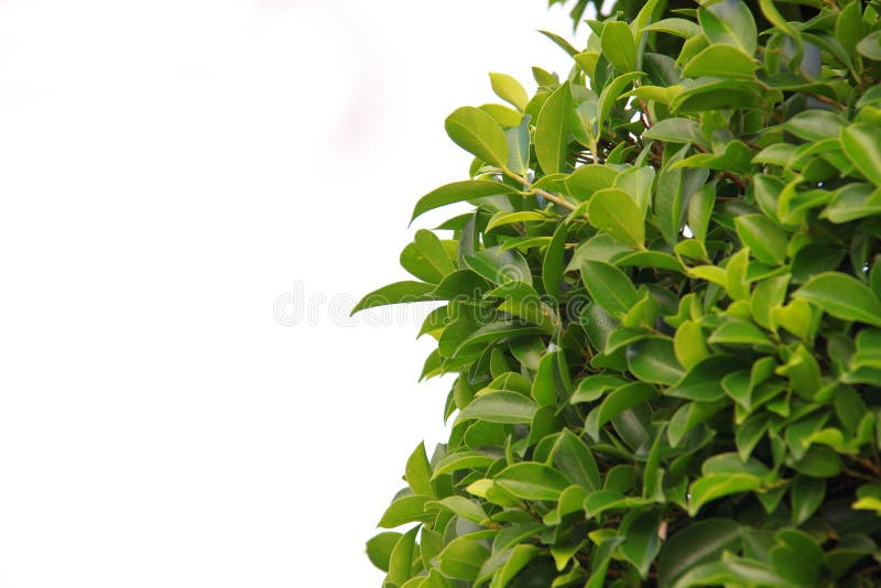 Struik stock foto. Image of boom, bladeren, overzicht - 21393754