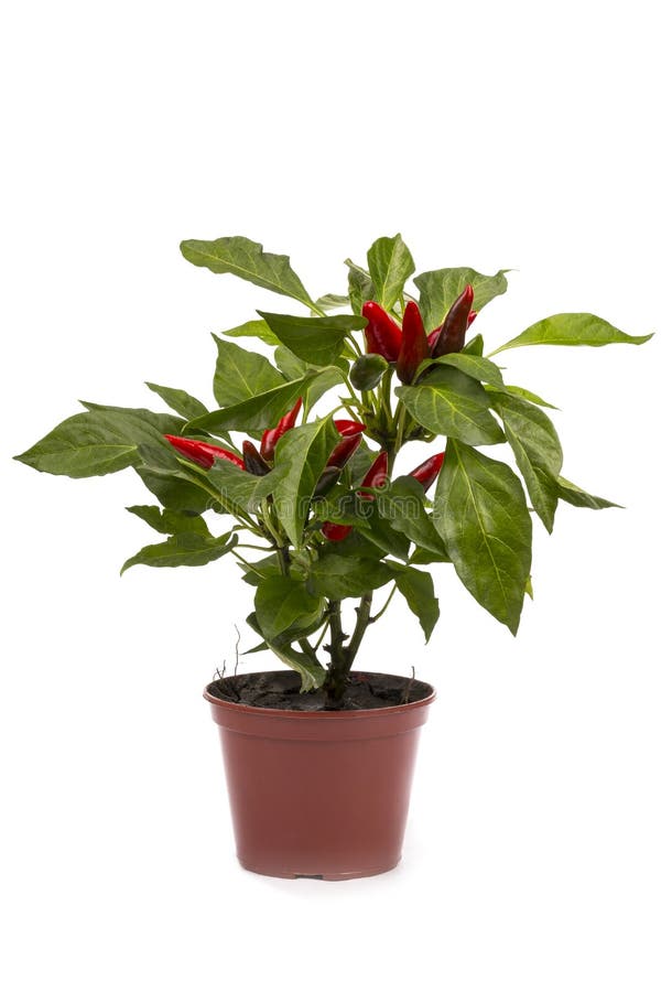 Een Struik Van Decoratieve Jeneverbes Achter Een Decoratieve Omheining ...