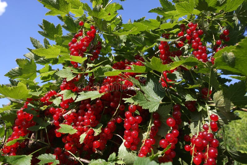 Struik met bessen stock afbeelding. Image of voorbereiding - 11677943