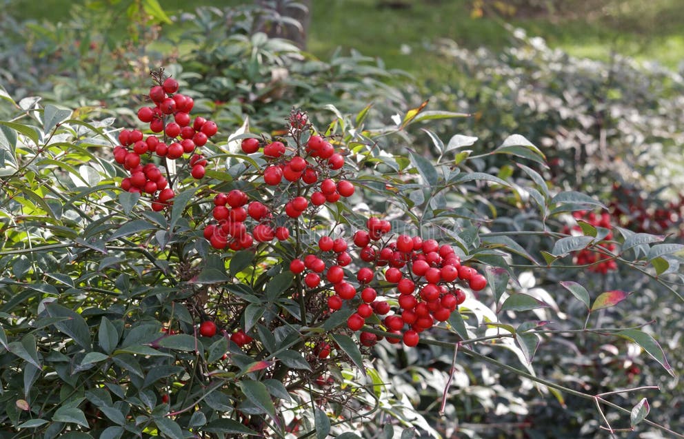 Struik met rode bessen stock foto. Image of winter, macro - 38375720