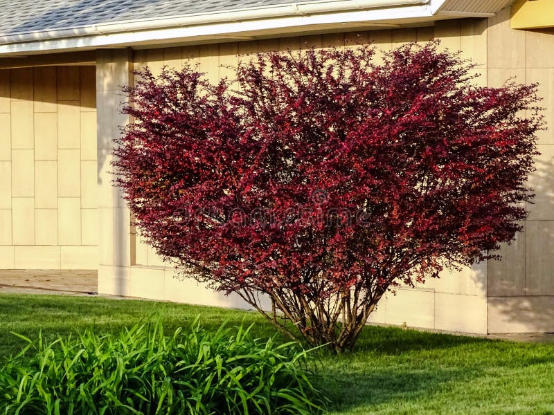 Struik met rode bladeren stock foto. Image of bladeren - 51649230