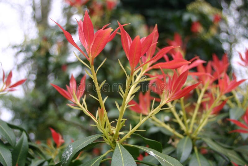 Struik Met Rode Jonge Bladeren Stock Foto - Image of bomen, helder ...