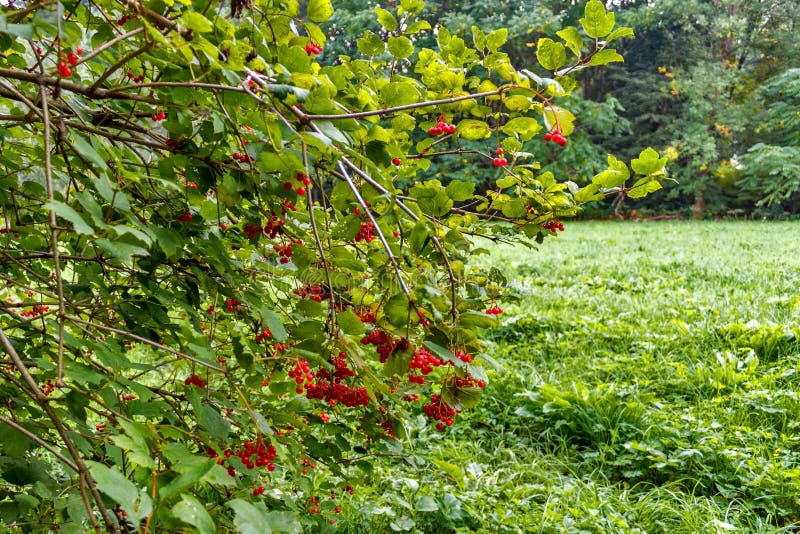 Struik Met Veel Rode Bessen Stock Foto - Image of oogst, maken: 35098176