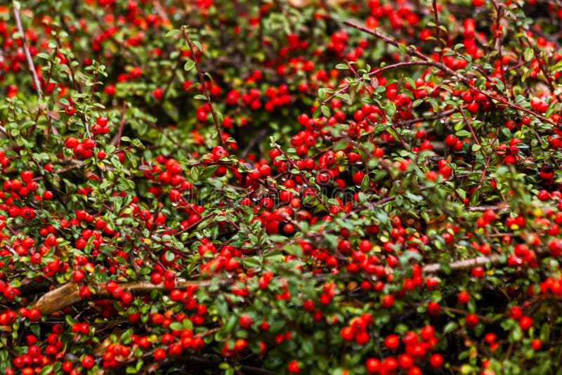 Struik Met Veel Rode Bessen Stock Foto - Afbeelding bestaande uit oogst ...