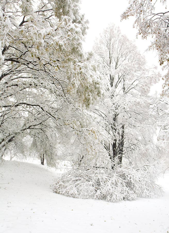 Struik tijdens sneeuwstorm stock foto. Image of januari - 4173230