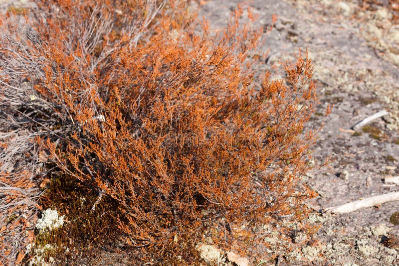 Struik van een droge heide stock afbeelding. Image of buiten - 24642241