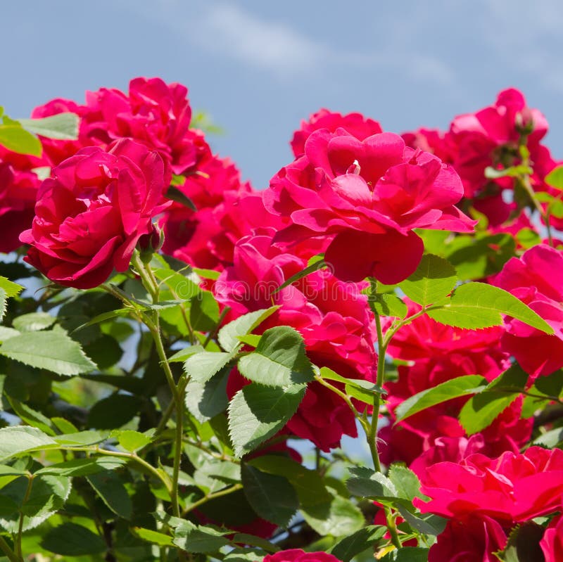 Struik van rode rozen stock foto. Image of volledig, niemand - 22263568