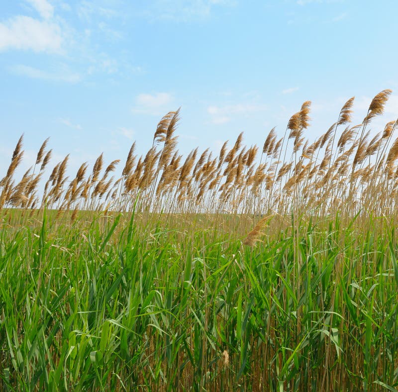Struikgewas Van Riet En Blauwe Hemel Stock Foto - Image of bank, wolk ...