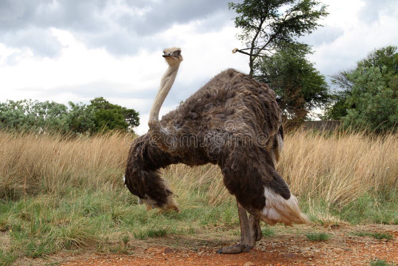 De Grootste Flightless Vogel Is De Afrikaanse Struisvogel Op Een ...