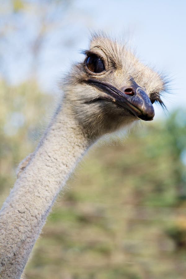 Grappige Struisvogel Mannelijke Hoofdclose-up Met Groot Oog En Roze Bek ...