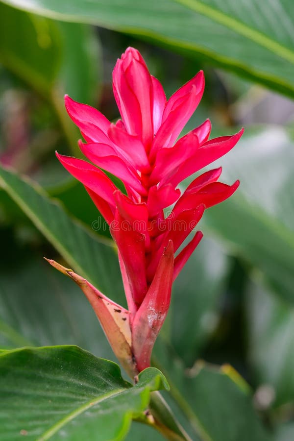 Struisveerveder, Roze Kegelgember Stock Foto - Image of bloem, pluim ...