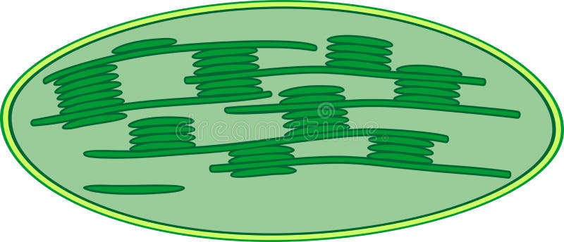 Klorplastgranumstruktur. Tylakoid Stock Illustrationer - Illustration ...