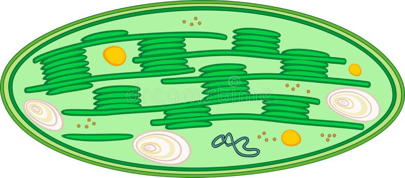 Klorplastgranumstruktur. Tylakoid Stock Illustrationer - Illustration ...