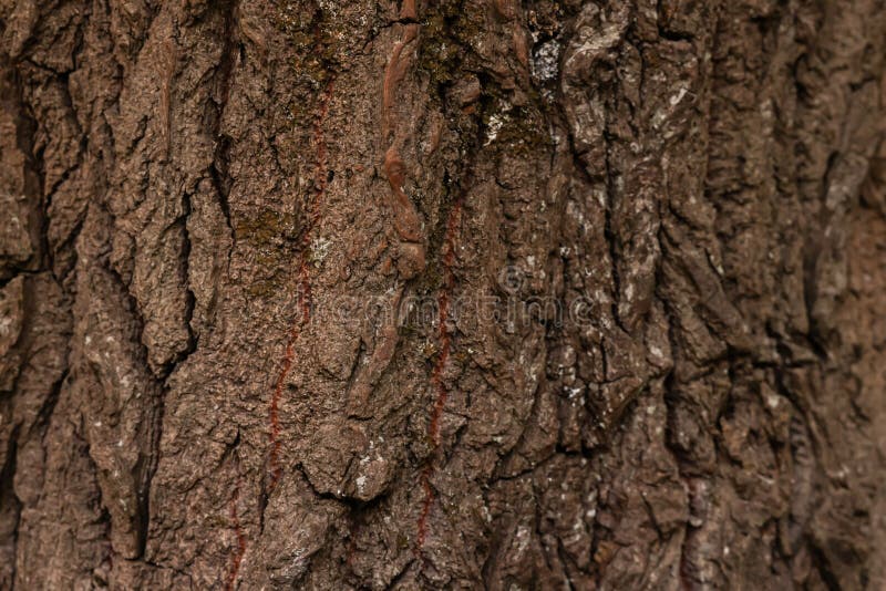 Struktur Der Baumrinde Als Hintergrundansicht Stockfoto - Bild von ...