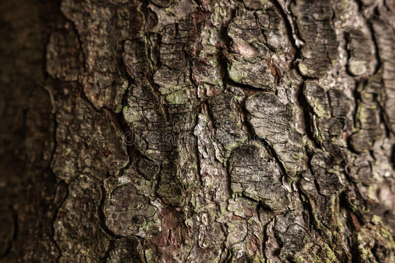 Struktur Der Baumrinde Als Hintergrundansicht Stockfoto - Bild von ...