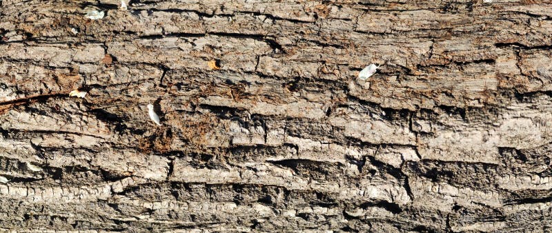 Struktur Der Eichenrinde. Panoramabild Der Eichenstruktur ...