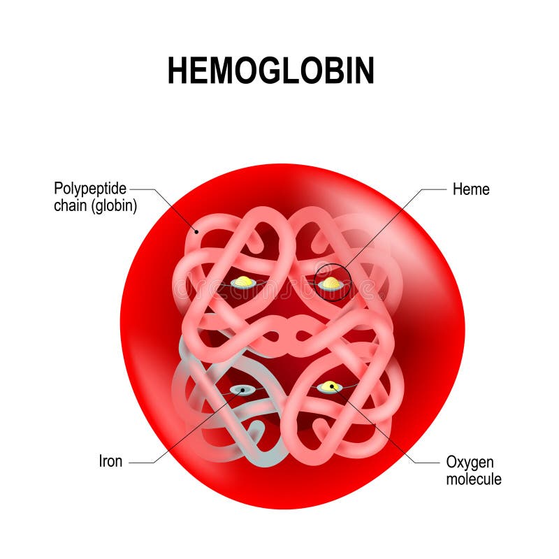 Hämoglobin stock abbildung. Illustration von protein - 33719367