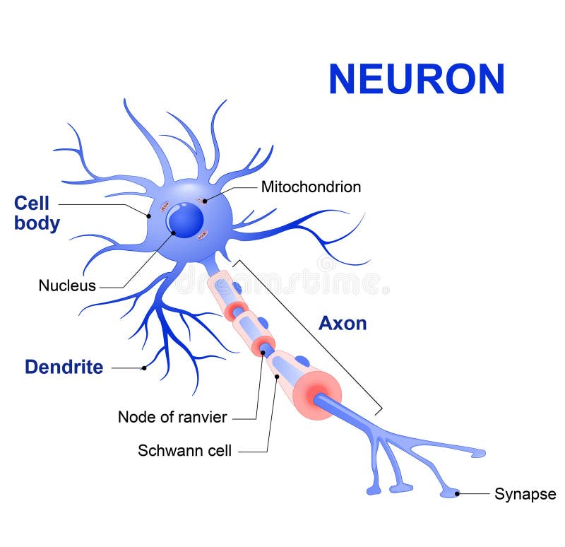 Struktur Einer Typischen Chemischen Synapse Vektor Abbildung ...