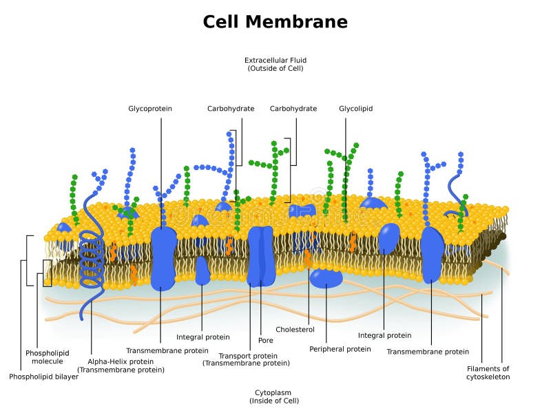 Struktur För Cellmembran (plasmamembran) Stock Illustrationer ...