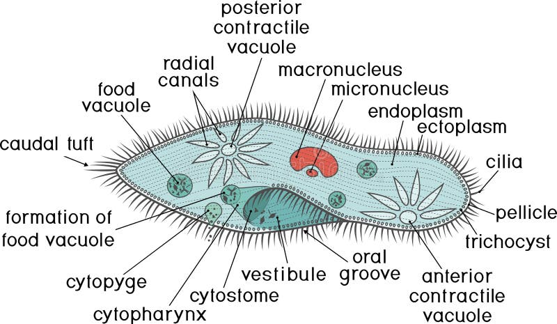 Struktur Von Paramecium Caudatum Mit Titeln Vektor Abbildung ...