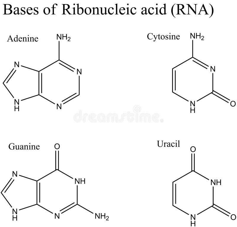 Struktur Von RNS Nucleobases Stock Abbildung - Illustration von ...