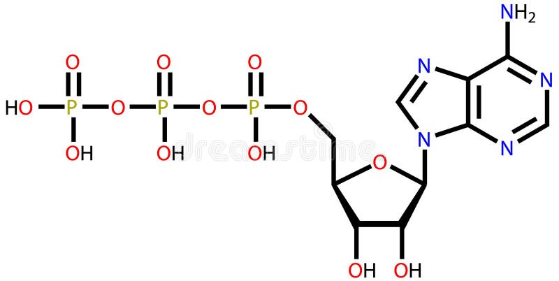 ATP Strukturell Kemisk Formel Och Modell Av Adenosinetriphosphaten ...
