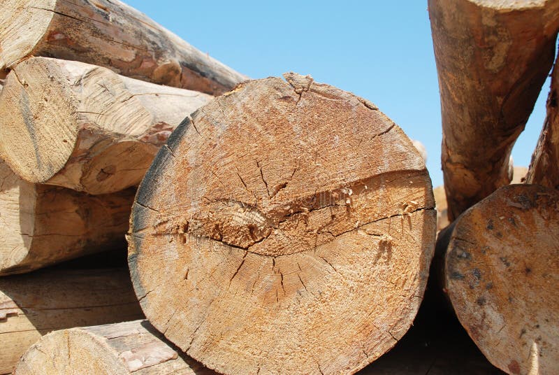 Strump stock image. Image of striped, forest, brown, abstract - 16450177