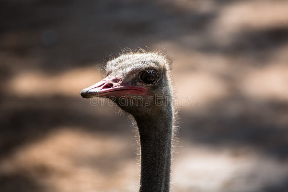 Strusia ` s głowa zdjęcie stock. Obraz złożonej z odosobniony - 92329570