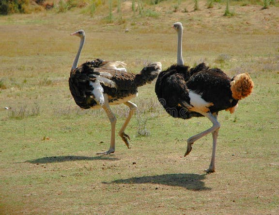 Strusie obraz stock. Obraz złożonej z duży, piasek, bieg - 142533